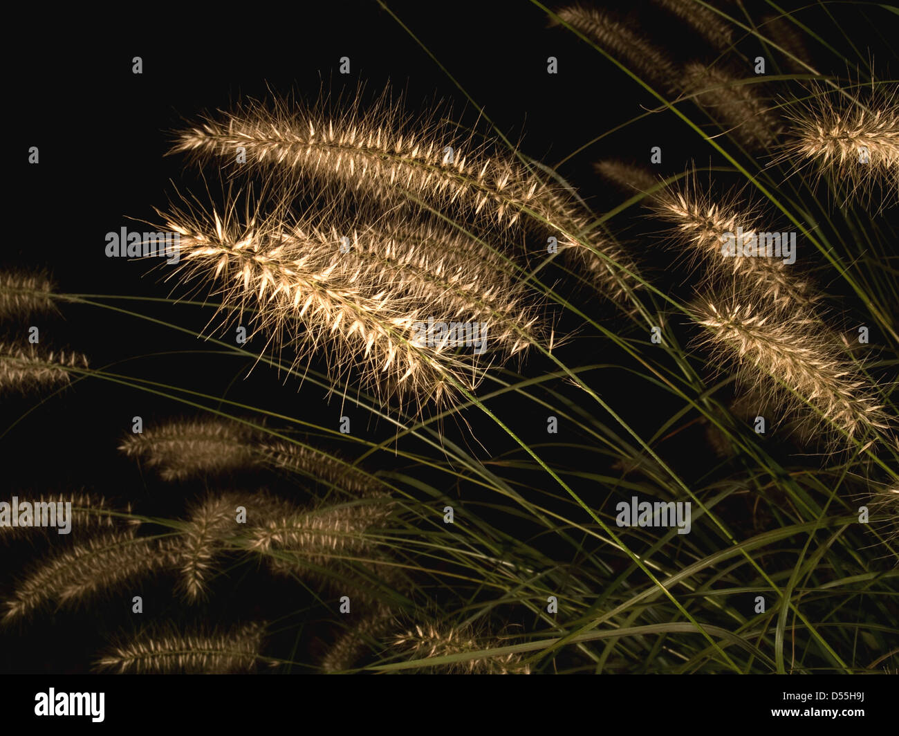 Tall perennials grasses hi-res stock photography and images - Alamy