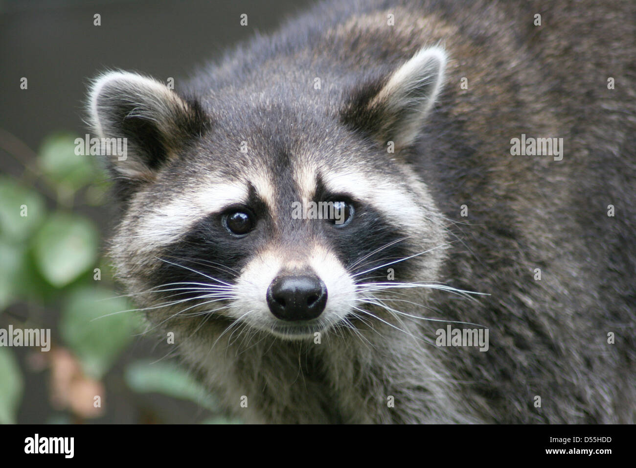 Raccoon coat hi-res stock photography and images - Alamy