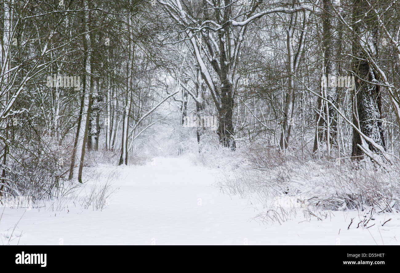Rockingham forest a hi-res stock photography and images - Alamy
