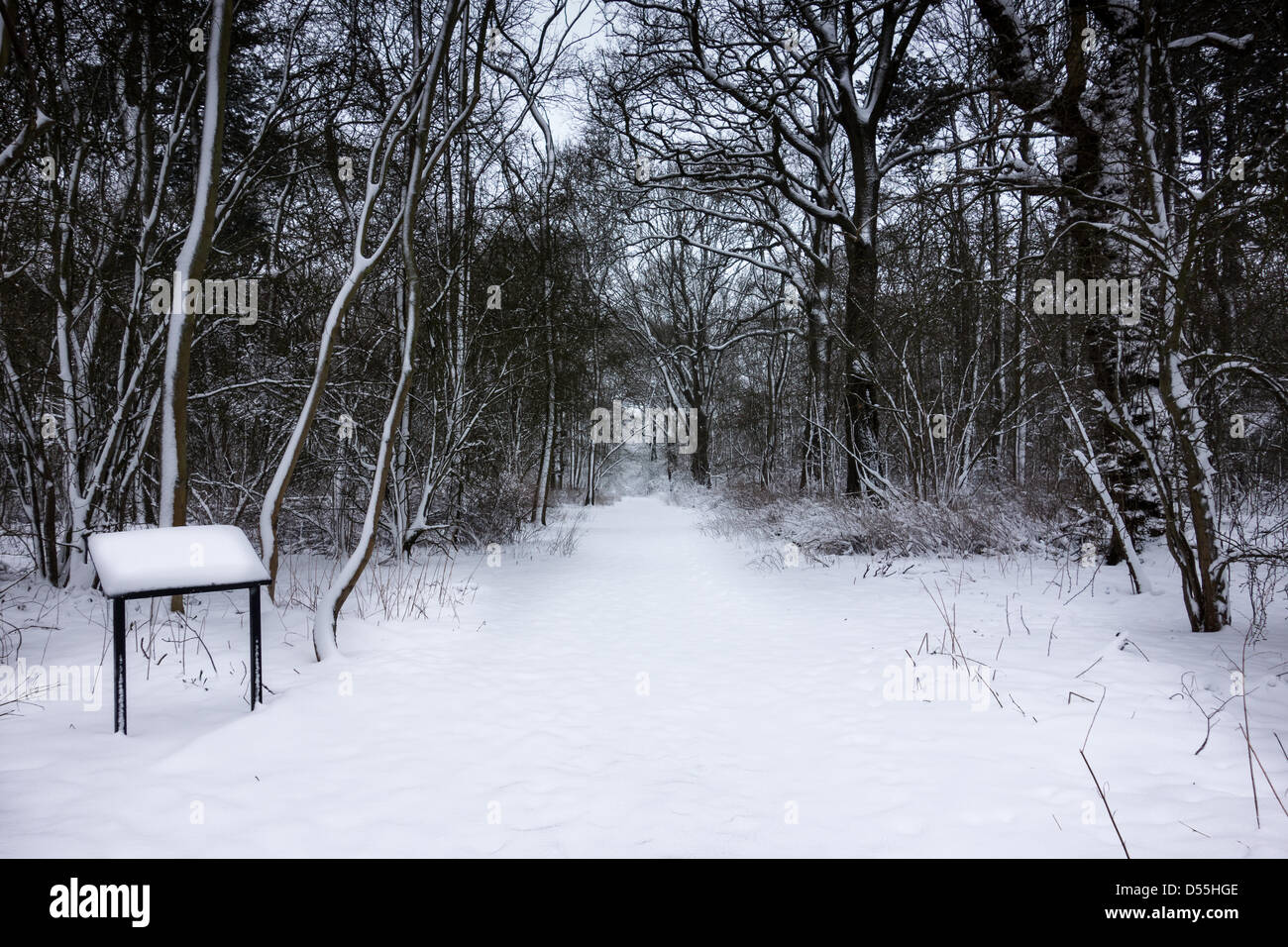 Kings wood hi-res stock photography and images - Alamy