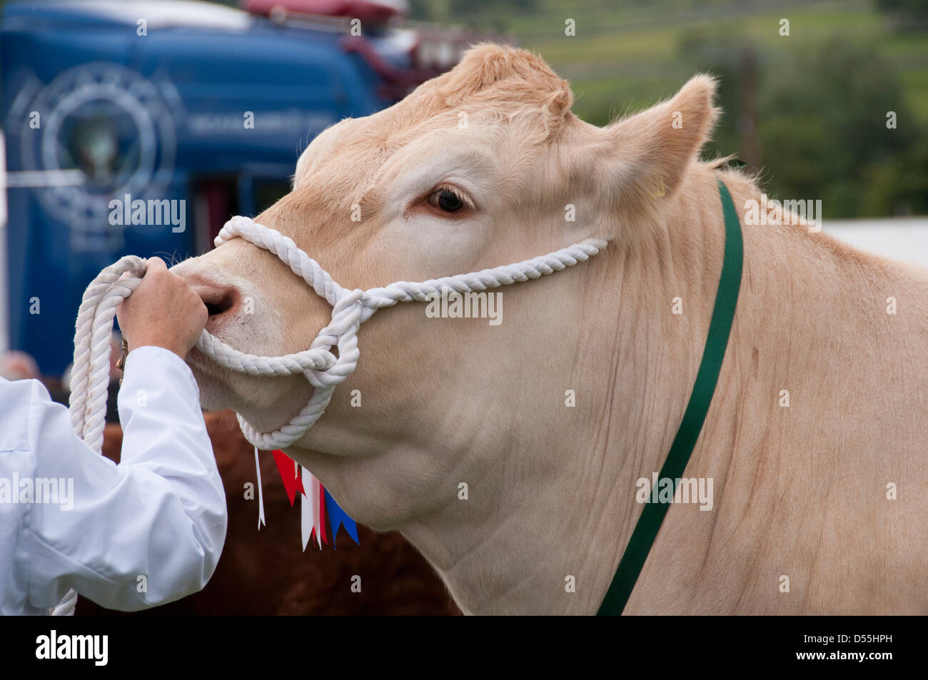 Close-up of powerful head & neck of young charolais bull wearing rope ...