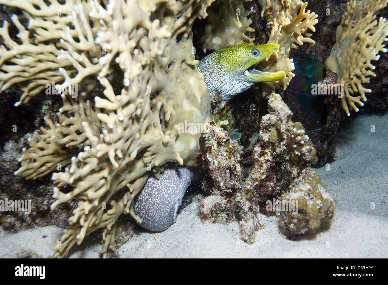Marine Life in the Red Sea Stock Photo - Alamy