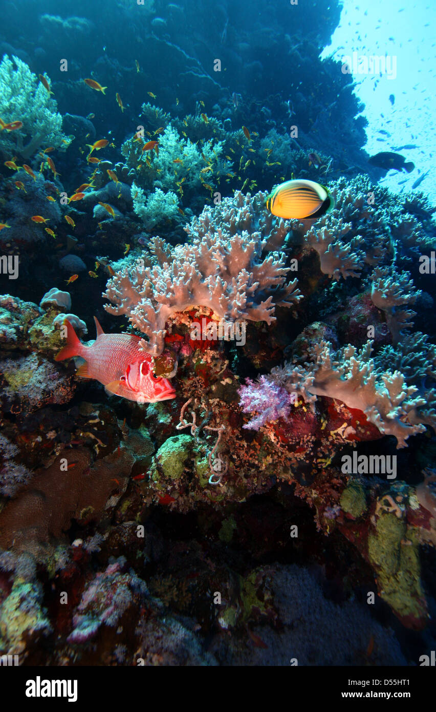 Marine Life in the Red Sea Stock Photo - Alamy