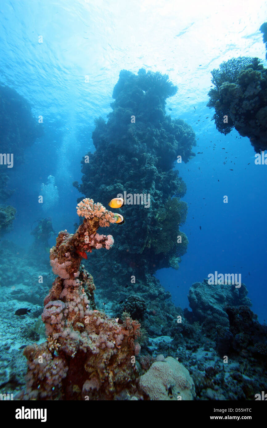 Marine Life in the Red Sea Stock Photo - Alamy