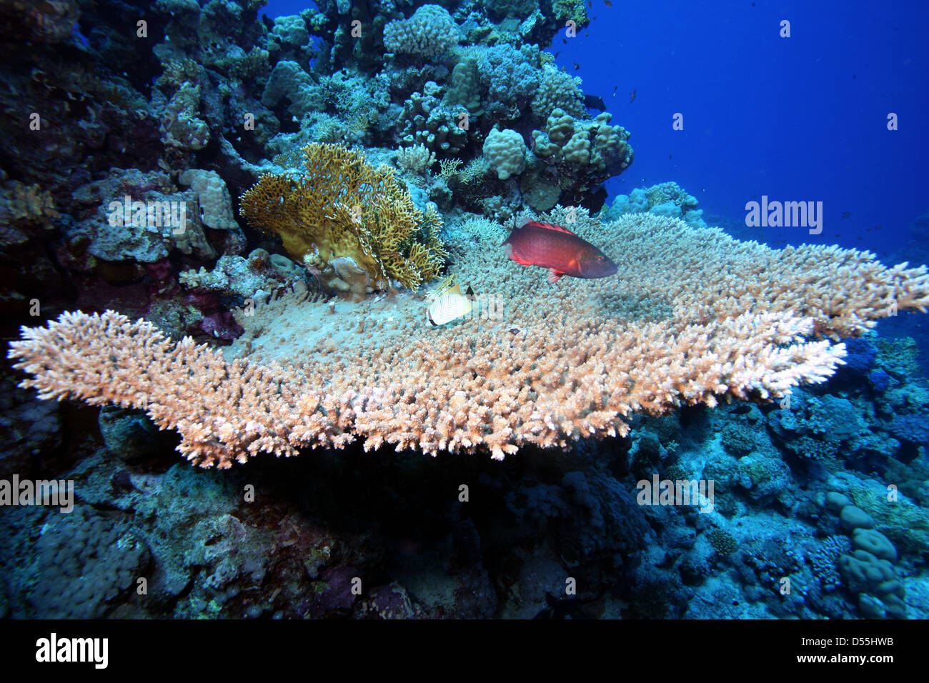 Marine Life in the Red Sea Stock Photo - Alamy