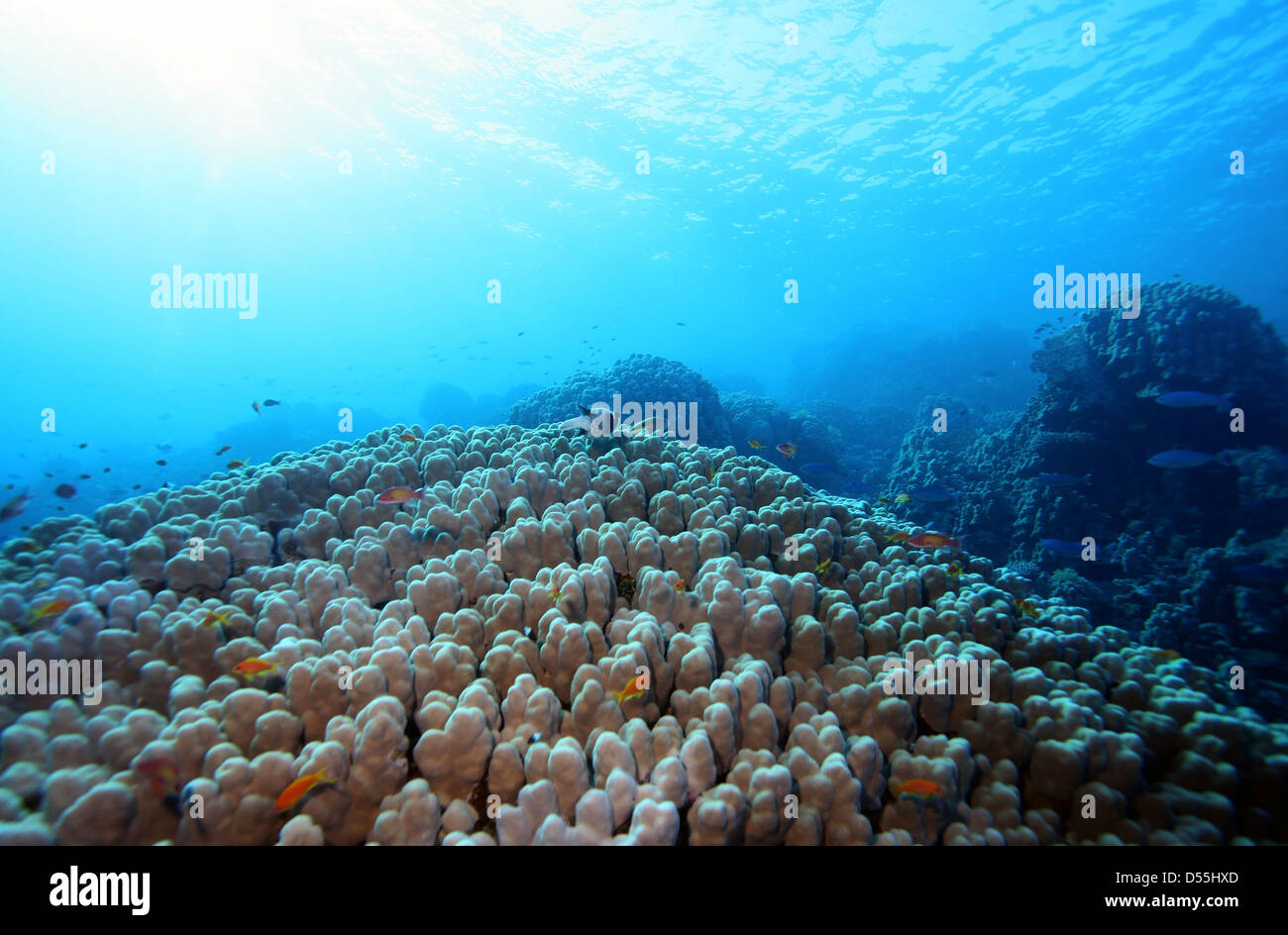Marine Life in the Red Sea Stock Photo - Alamy