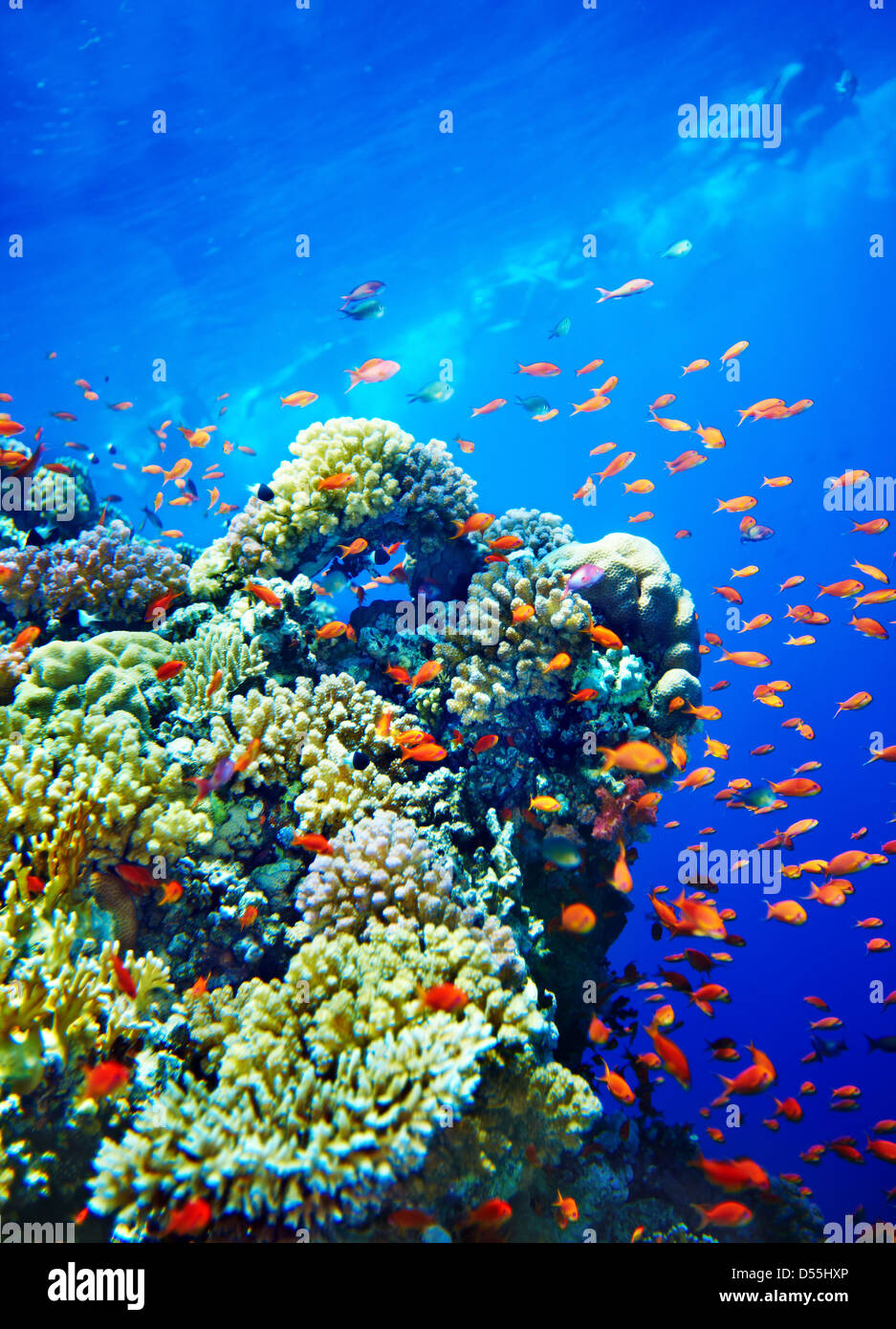 Group of coral fish blue water Stock Photo - Alamy
