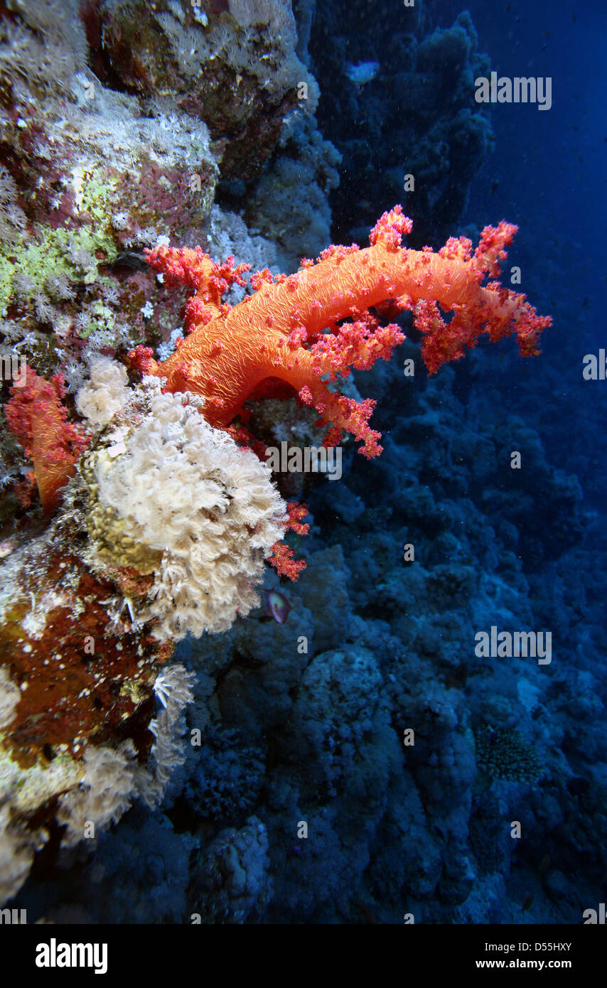 Marine Life in the Red Sea Stock Photo - Alamy