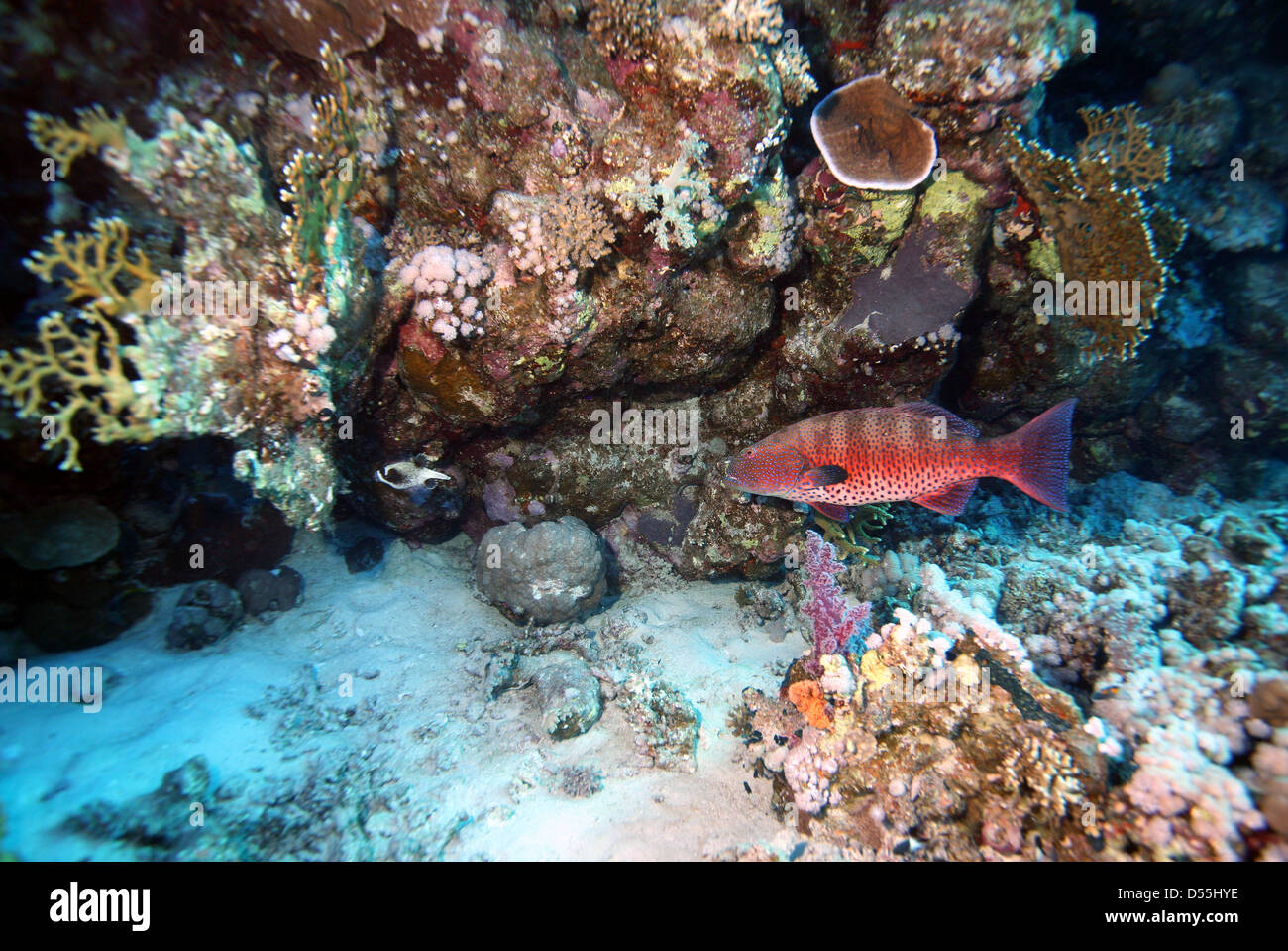 Marine Life in the Red Sea Stock Photo - Alamy