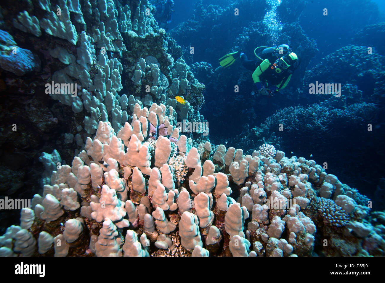 Marine Life in the Red Sea Stock Photo - Alamy