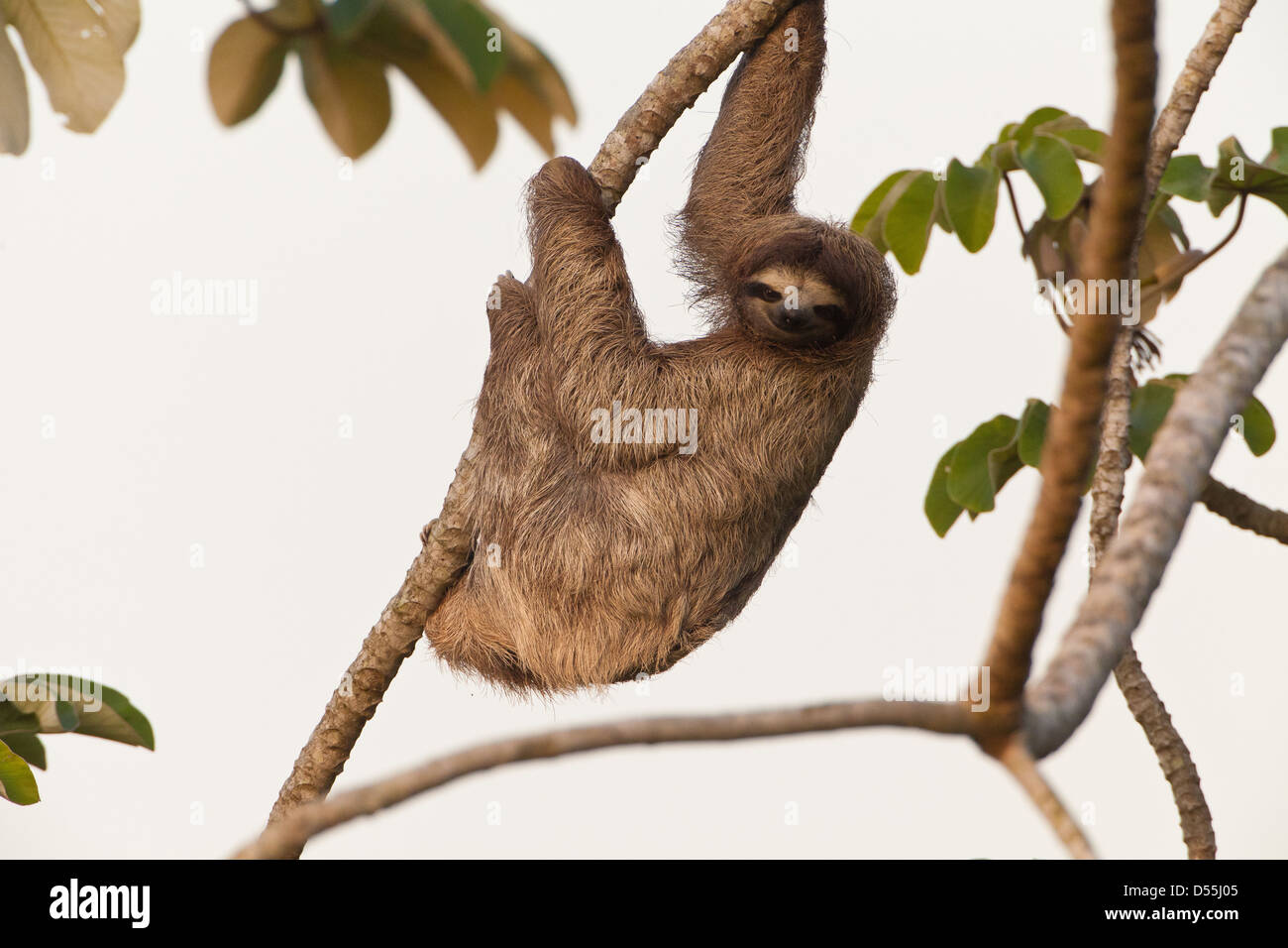 Sloth in jungles panama hi-res stock photography and images - Alamy