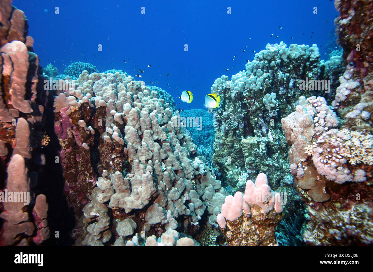 Marine Life in the Red Sea Stock Photo - Alamy