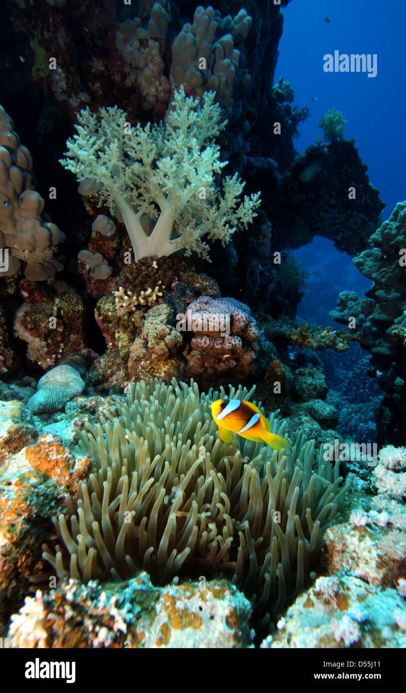 Marine Life in the Red Sea Stock Photo - Alamy