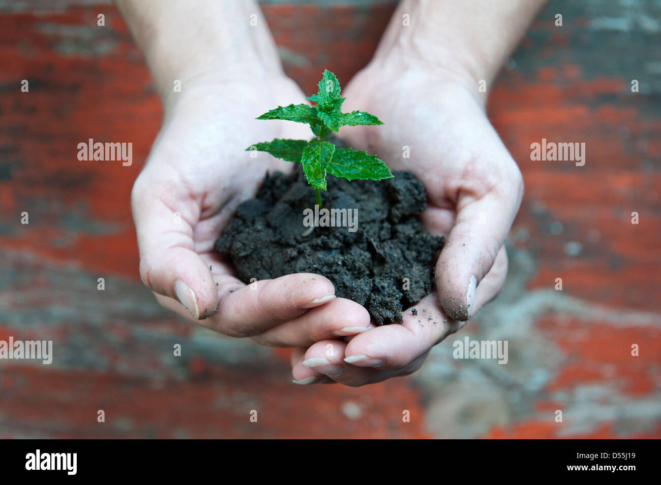 Hands holding soil hi-res stock photography and images - Alamy