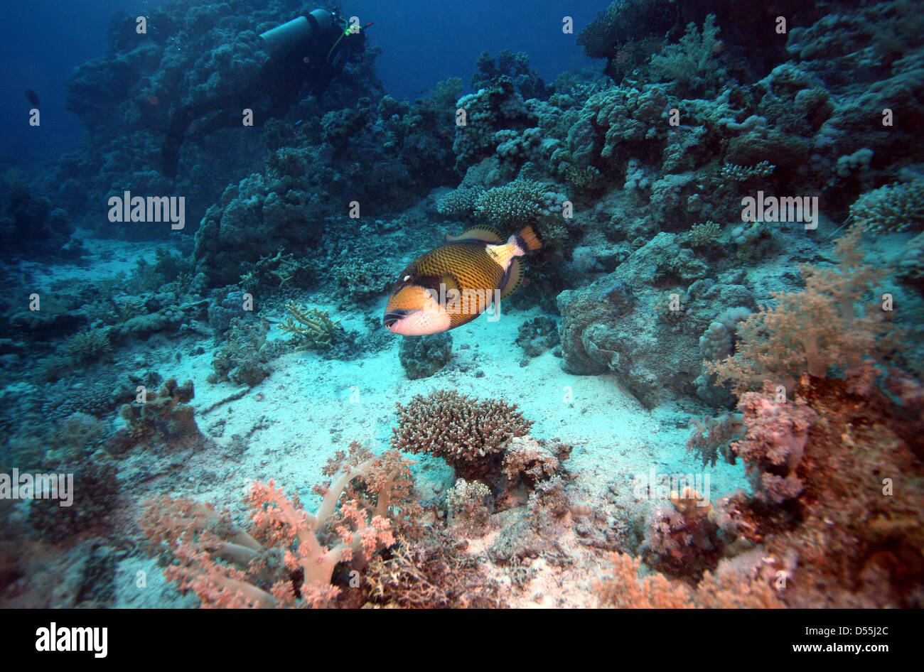 Marine Life in the Red Sea Stock Photo - Alamy