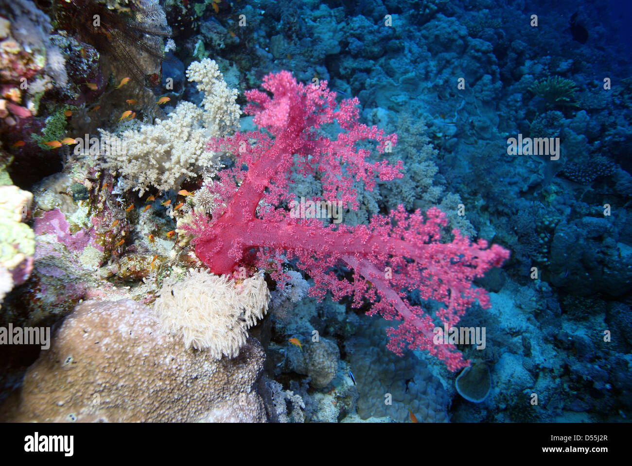 Marine Life in the Red Sea Stock Photo - Alamy