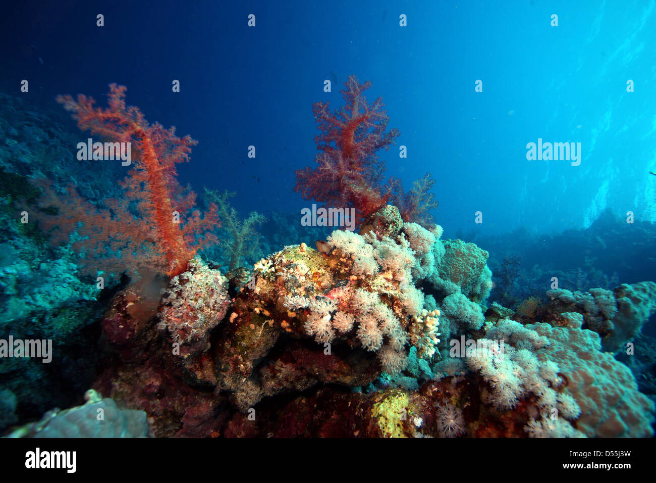 Marine Life in the Red Sea Stock Photo - Alamy