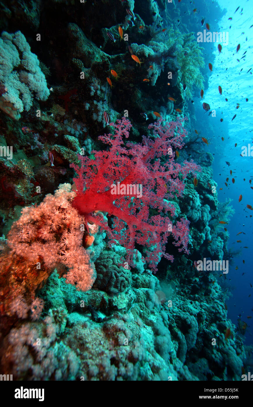 Marine Life in the Red Sea Stock Photo - Alamy