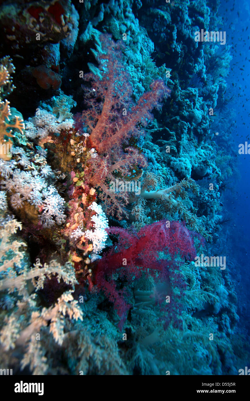 Marine Life in the Red Sea Stock Photo - Alamy