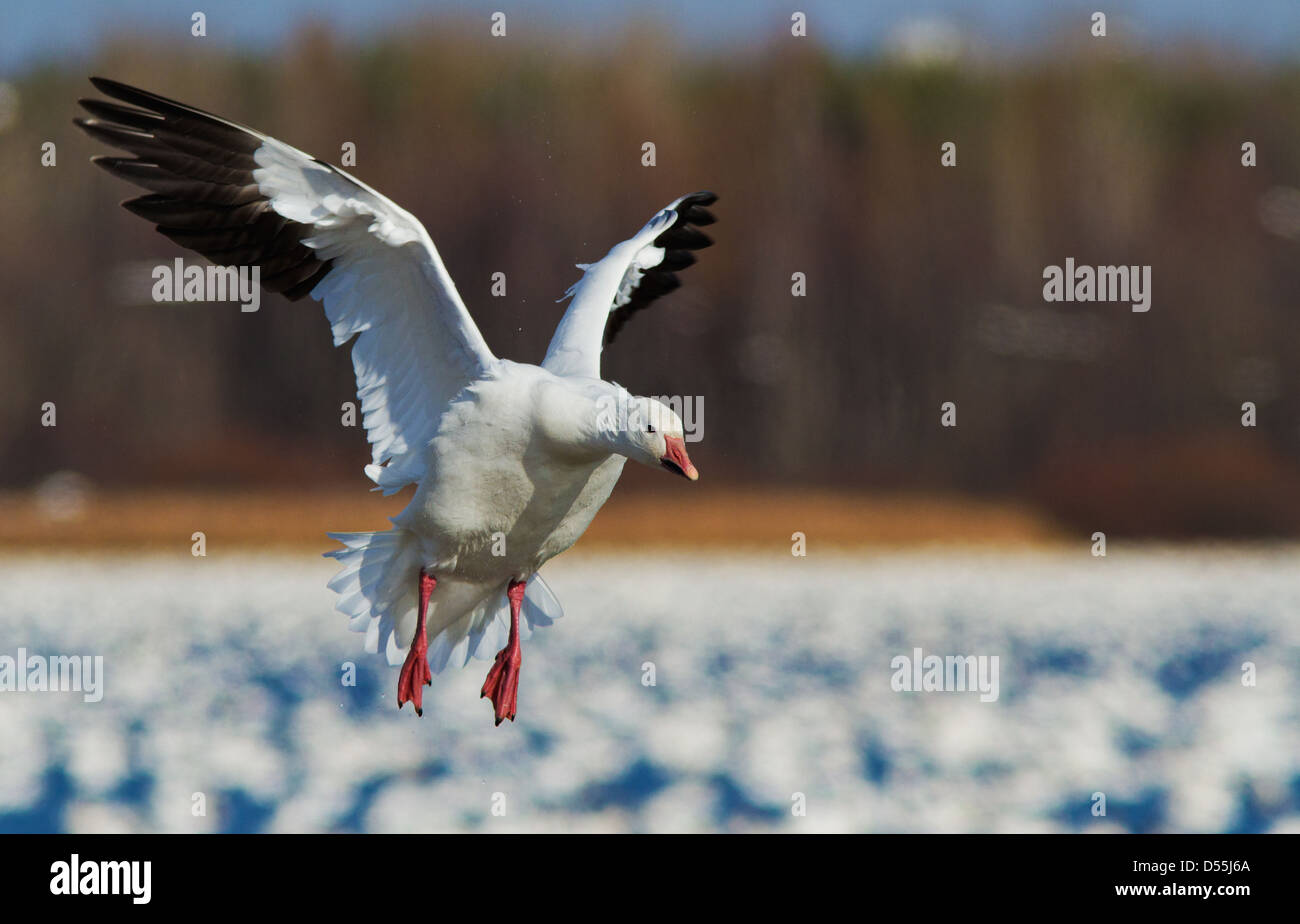 Snow Goose migration in Canada Stock Photo - Alamy