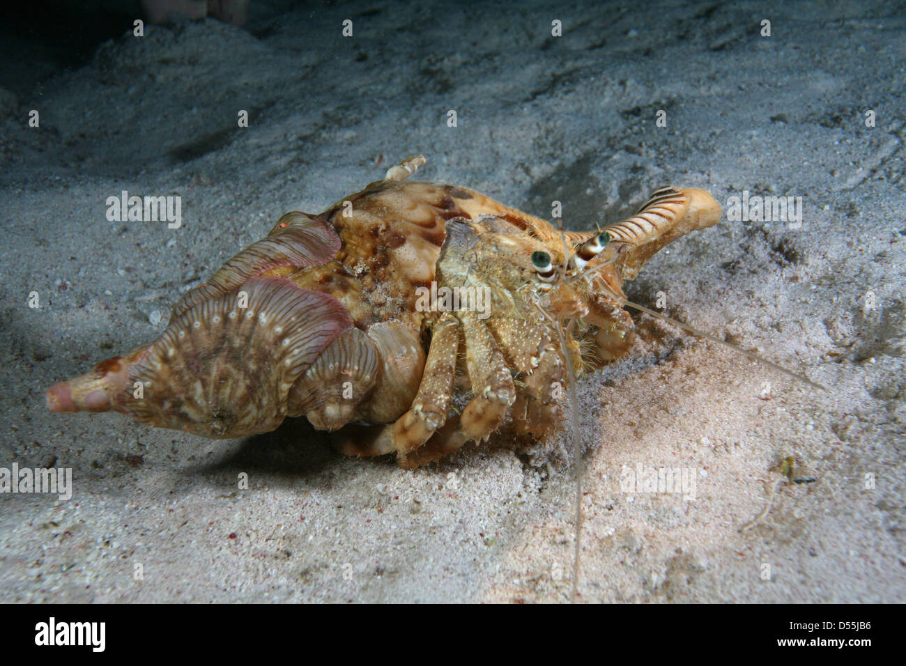 Marine Life in the Red Sea Stock Photo - Alamy