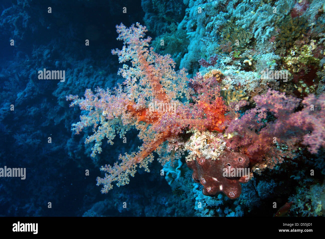 Marine Life in the Red Sea Stock Photo - Alamy