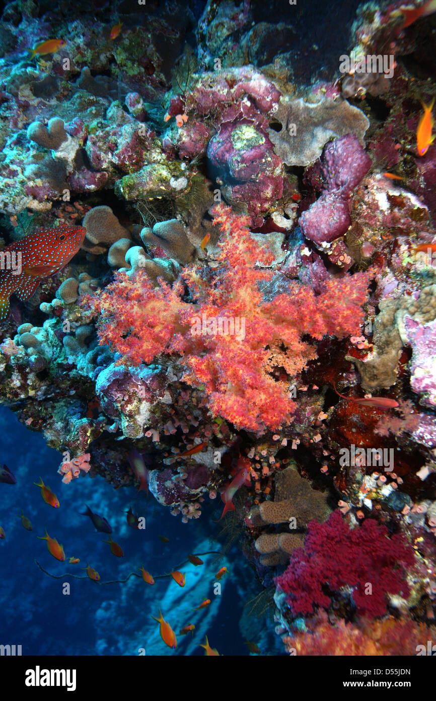 Marine Life in the Red Sea Stock Photo - Alamy