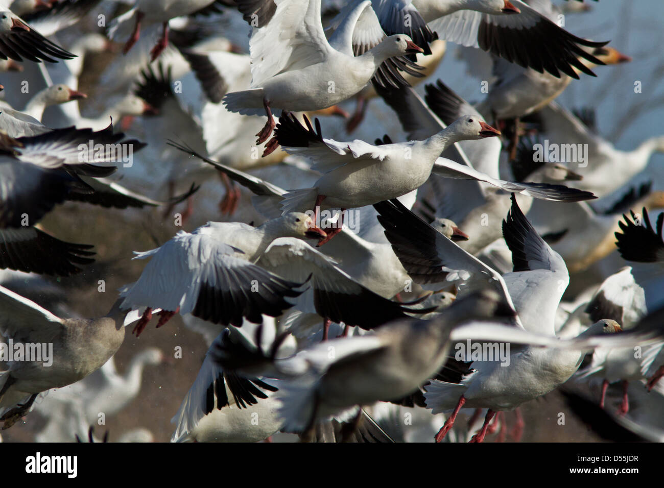 Snow Goose migration in Canada Stock Photo - Alamy
