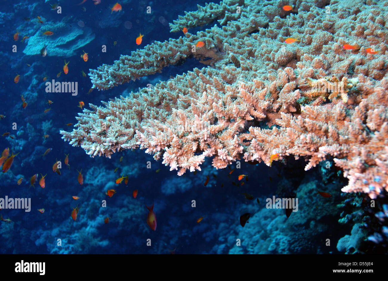 Marine Life in the Red Sea Stock Photo - Alamy