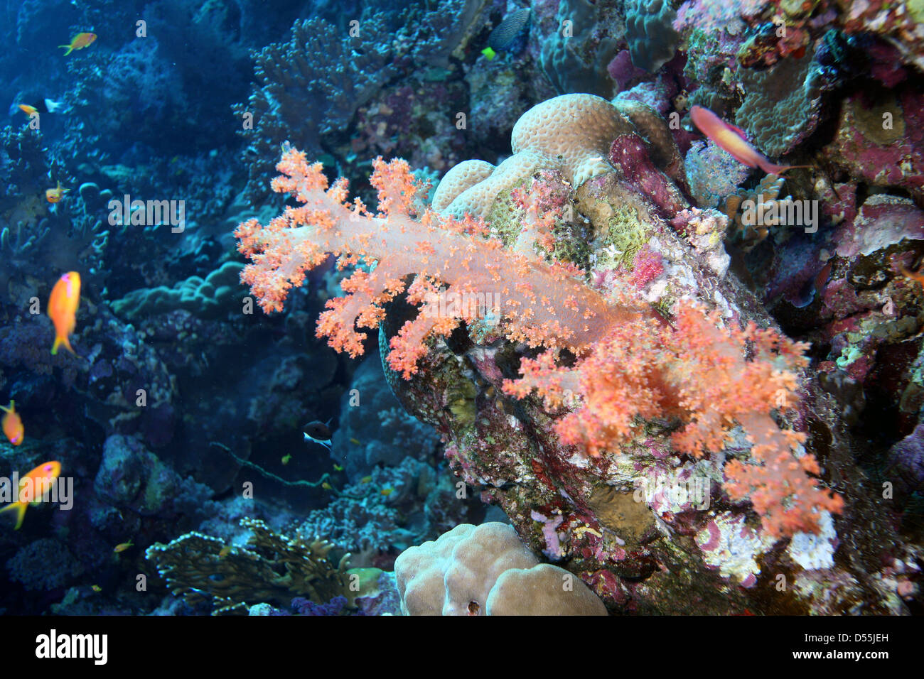 Marine Life in the Red Sea Stock Photo - Alamy