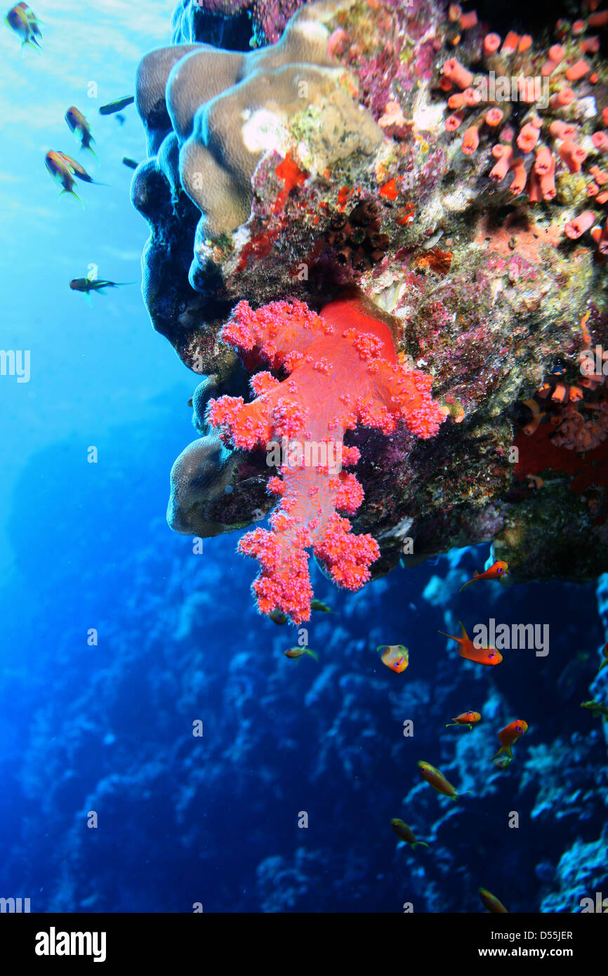 Marine Life in the Red Sea Stock Photo - Alamy