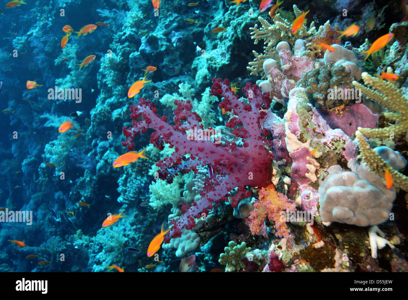 Marine Life in the Red Sea Stock Photo - Alamy