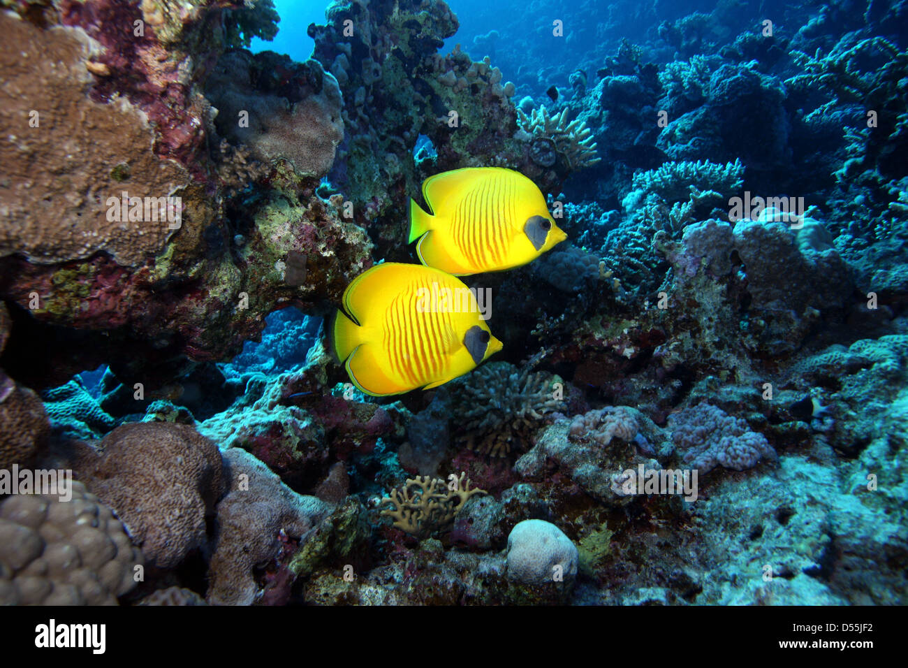 Marine Life in the Red Sea Stock Photo - Alamy