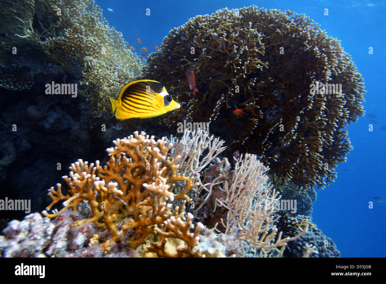 Marine Life in the Red Sea Stock Photo - Alamy