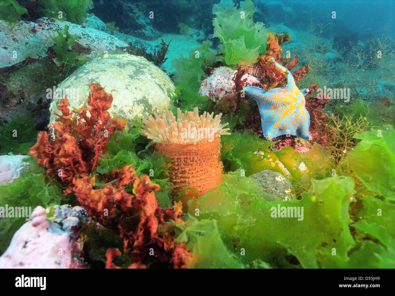 The underwater world of the Sea of Japan and the Tatar Strait Stock ...