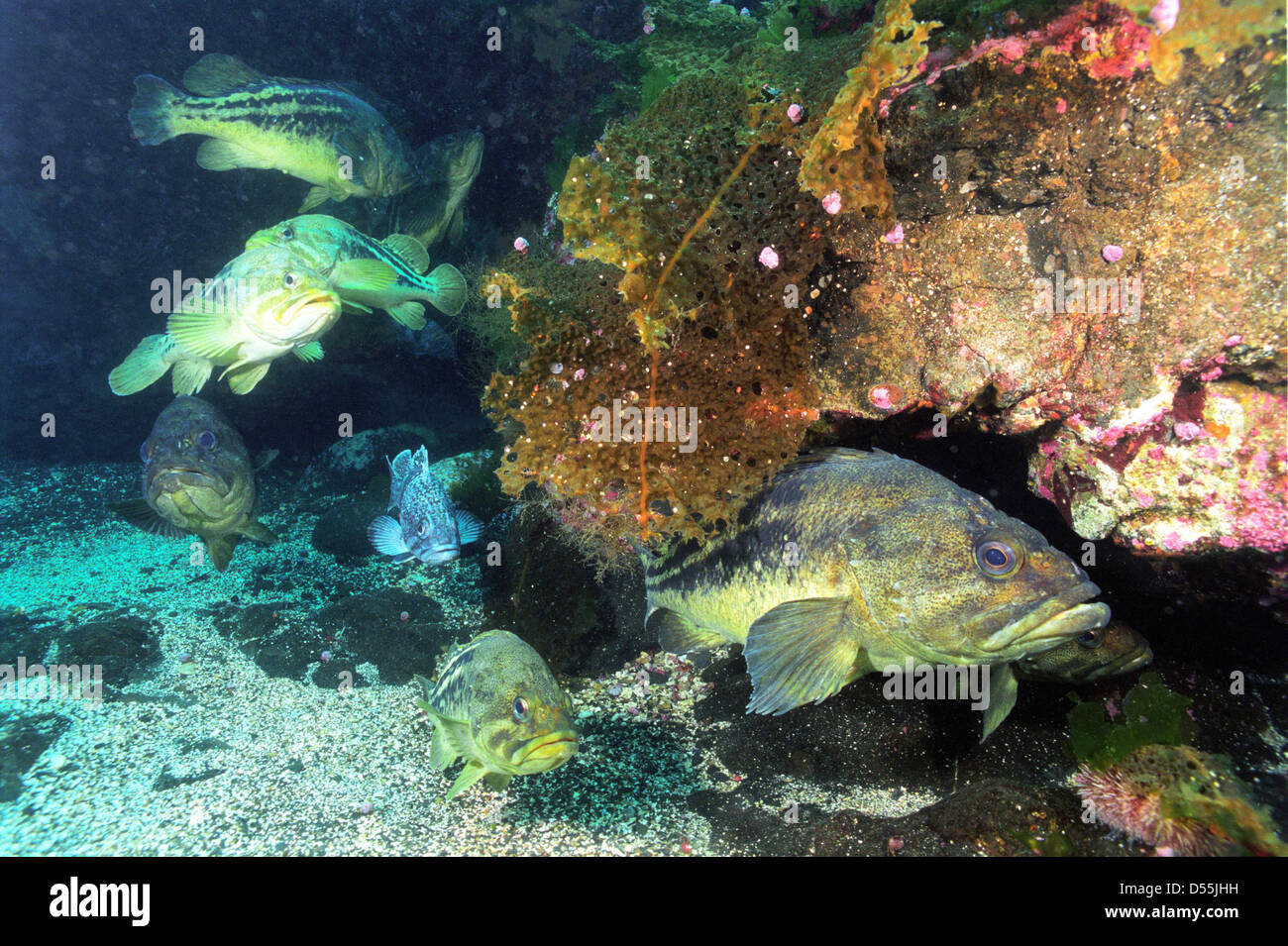 The underwater world of the Sea of Japan and the Tatar Strait Stock ...