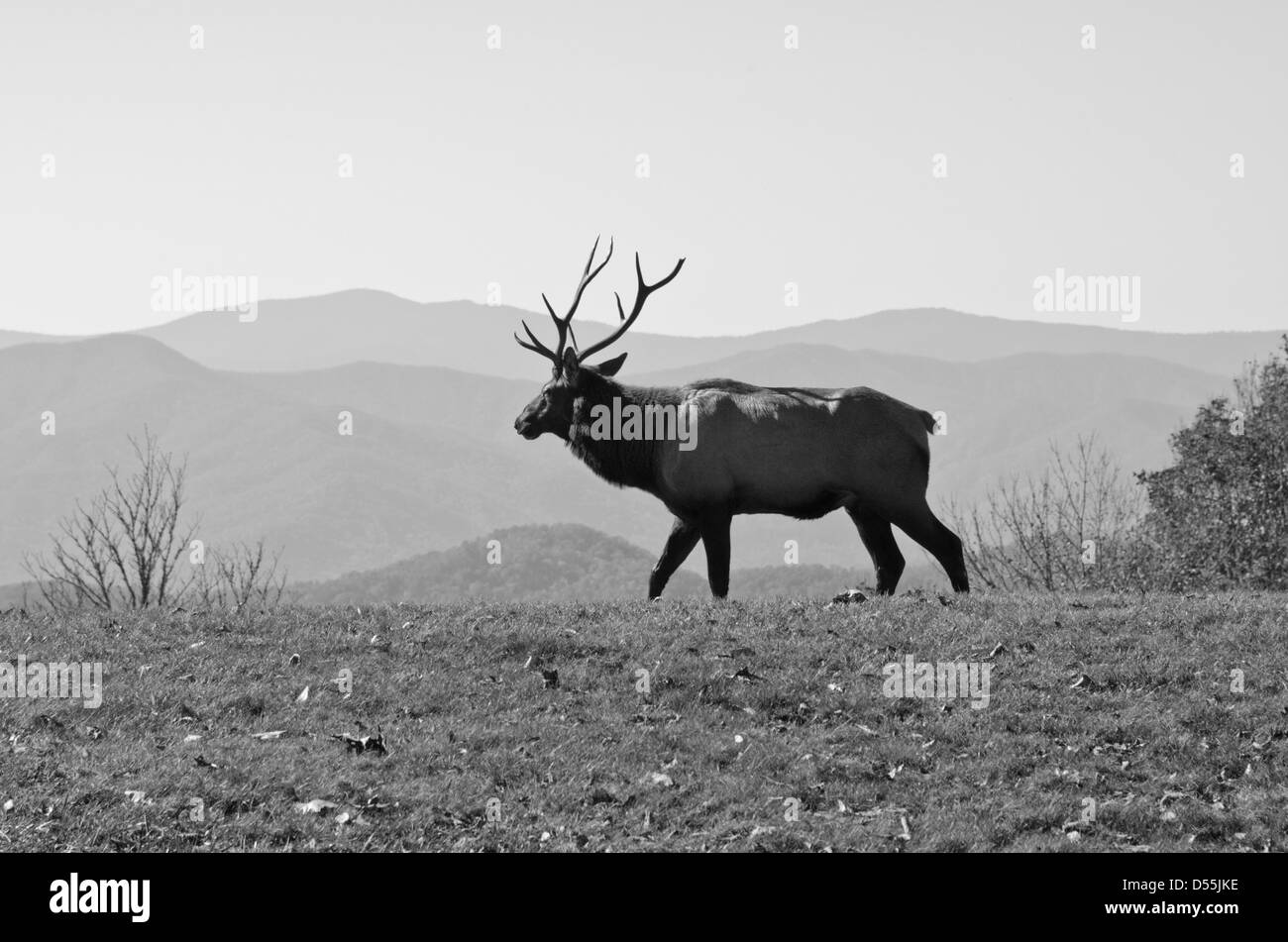 Elk walking across a ridge in the Great Smoky Mountains Stock Photo - Alamy