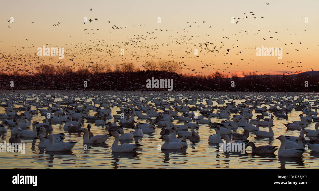 Snow Goose migration in Canada Stock Photo - Alamy