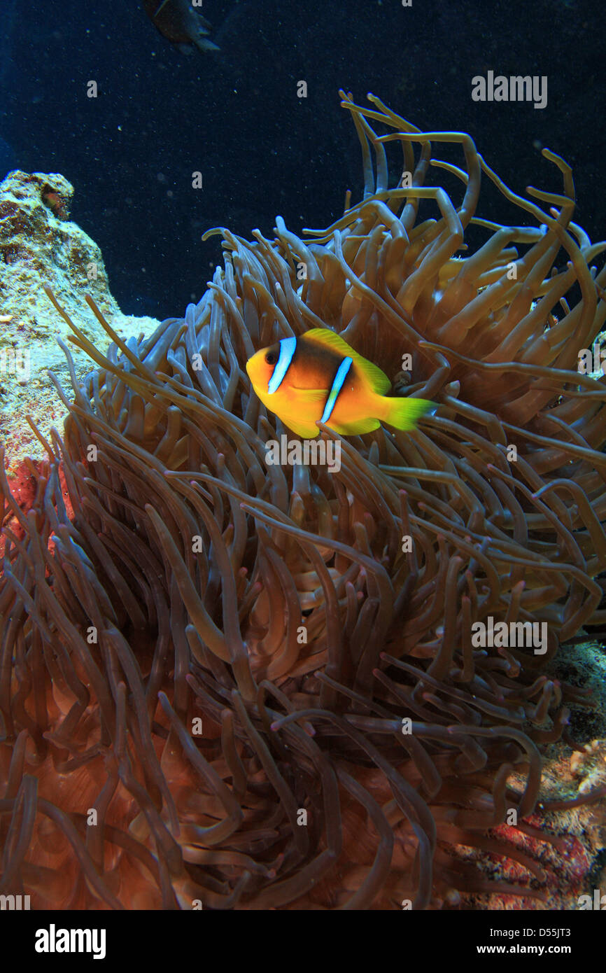 Marine Life in the Red Sea Stock Photo - Alamy
