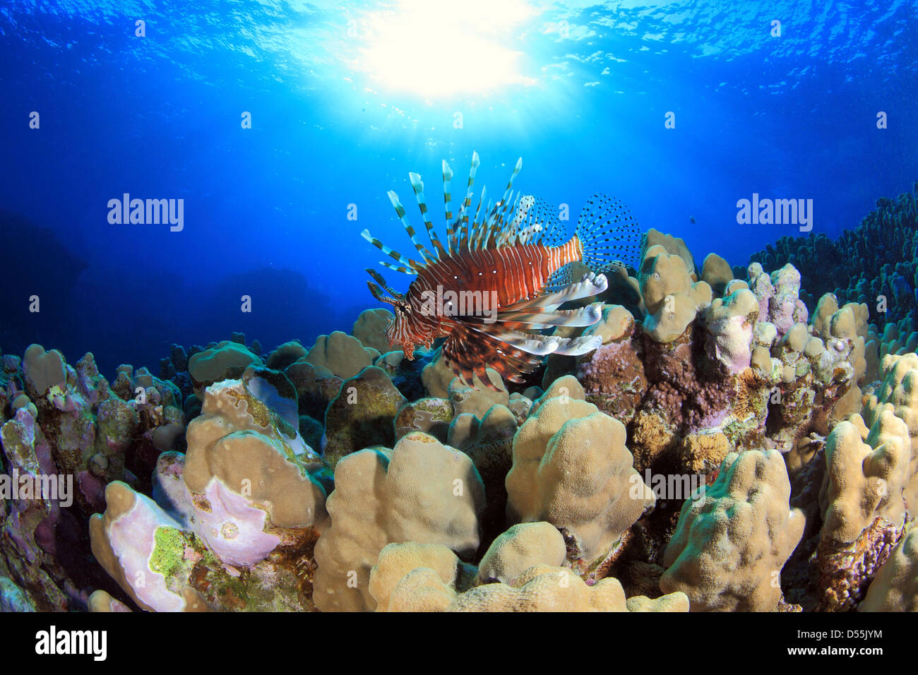 Marine Life in the Red Sea Stock Photo - Alamy
