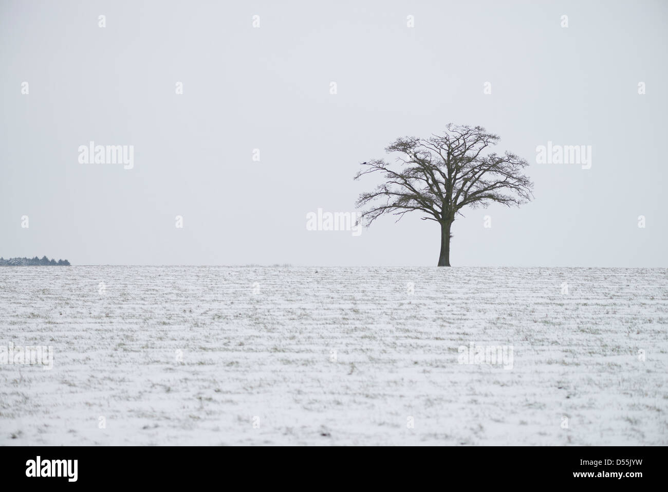 Lone tree in snow covered winter landscape hi-res stock photography and ...