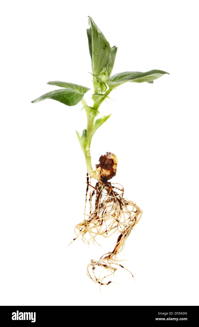 Broad bean seedling, new leaves and developing root structure isolated ...