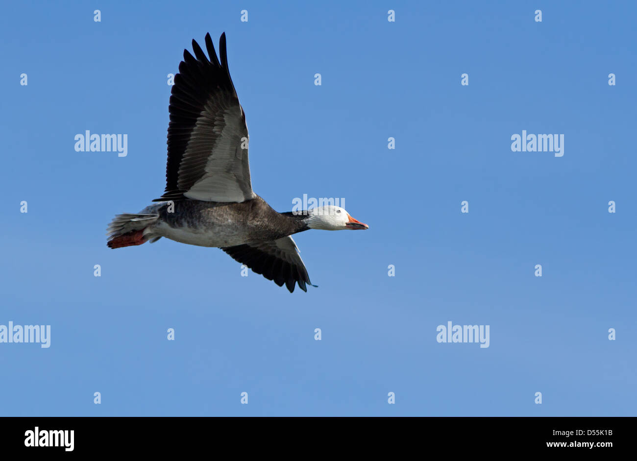 Snow Goose migration in Canada Stock Photo - Alamy