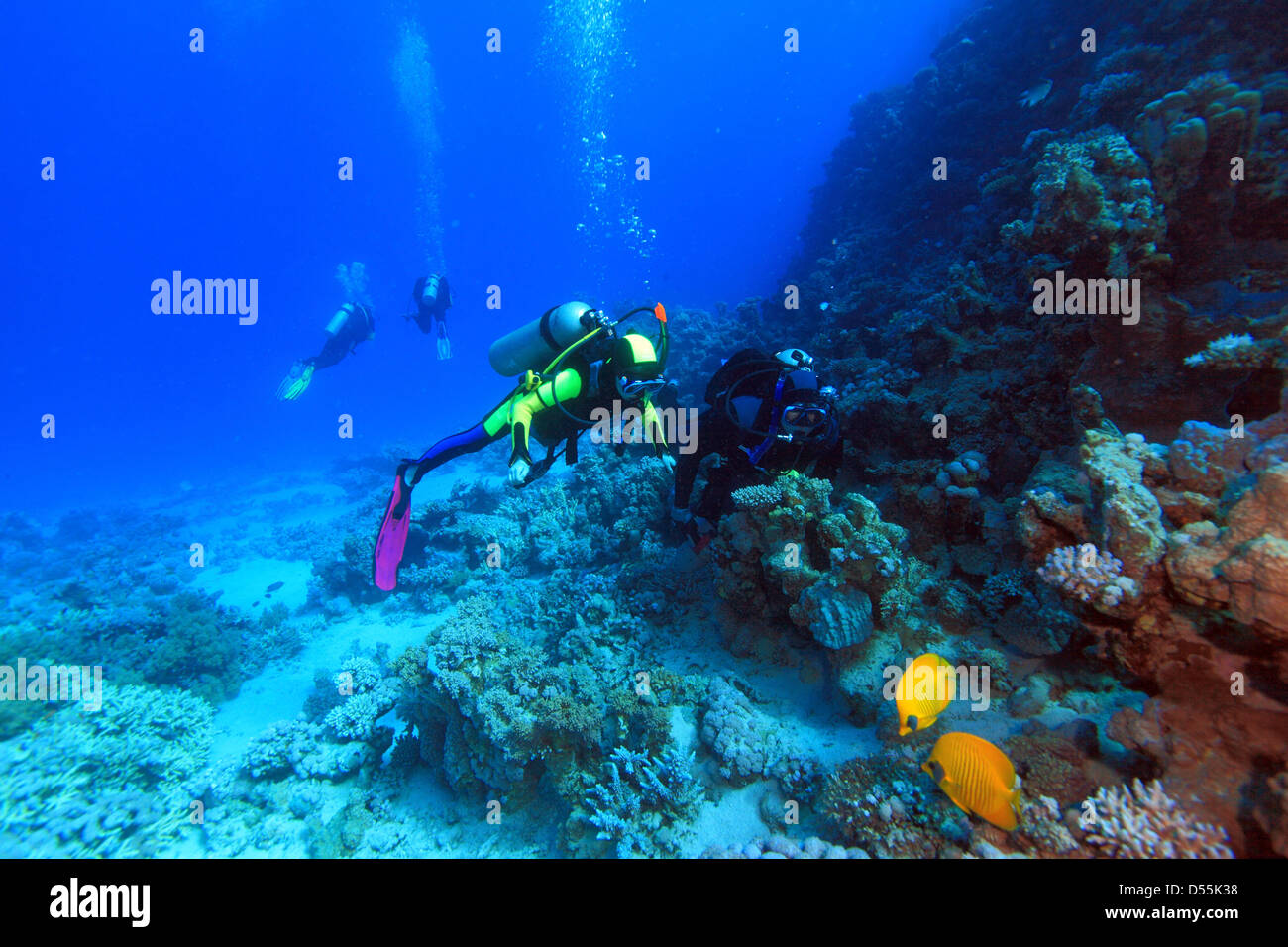 Marine Life in the Red Sea Stock Photo - Alamy