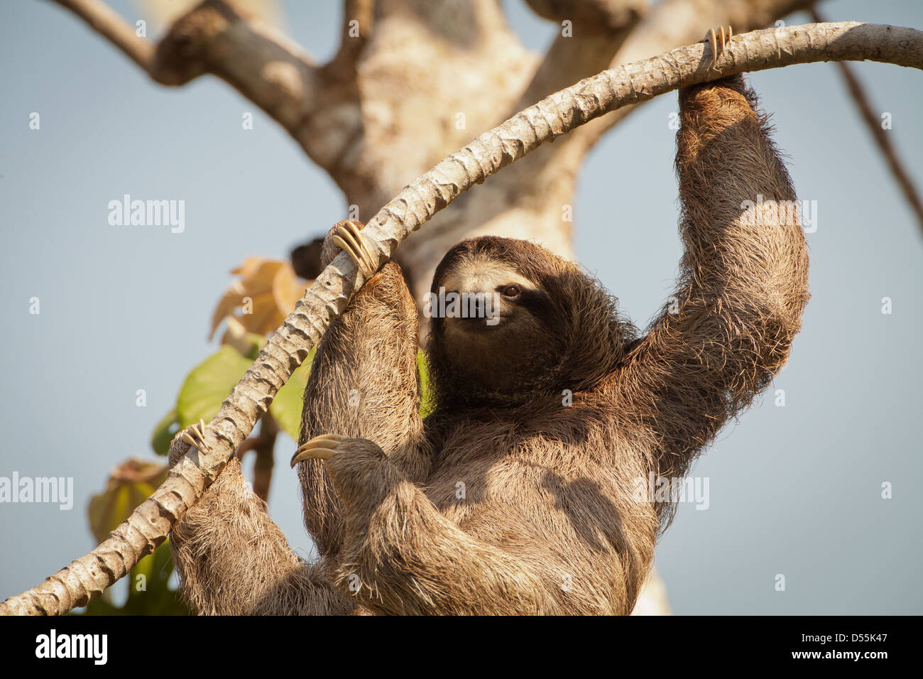 Three-toed Sloth, Bradypus variegatus, in a Cecropia tree beside Rio ...