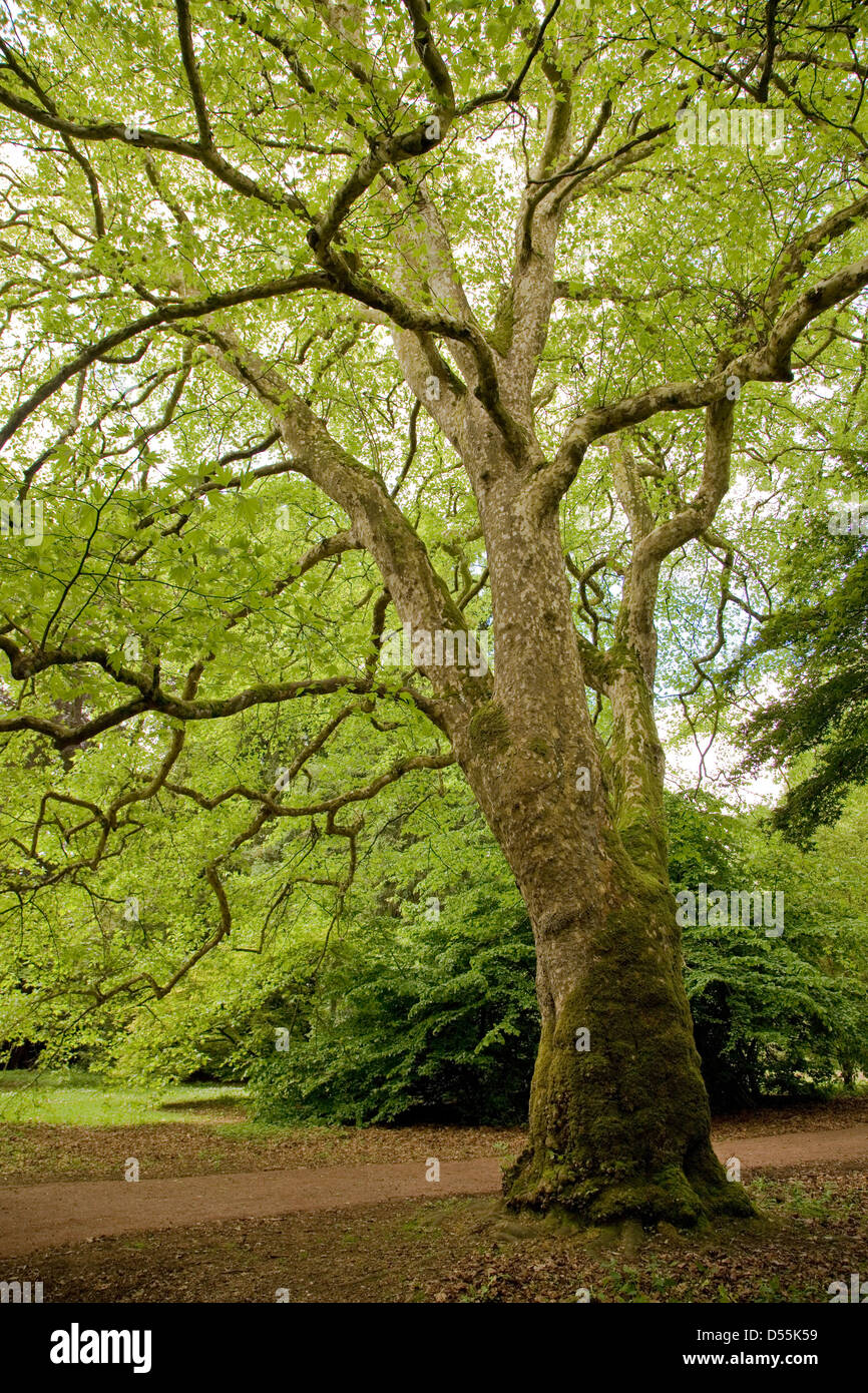 London plane tree hi-res stock photography and images - Alamy