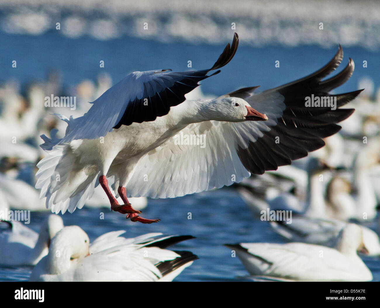 Snow Goose migration in Canada Stock Photo - Alamy