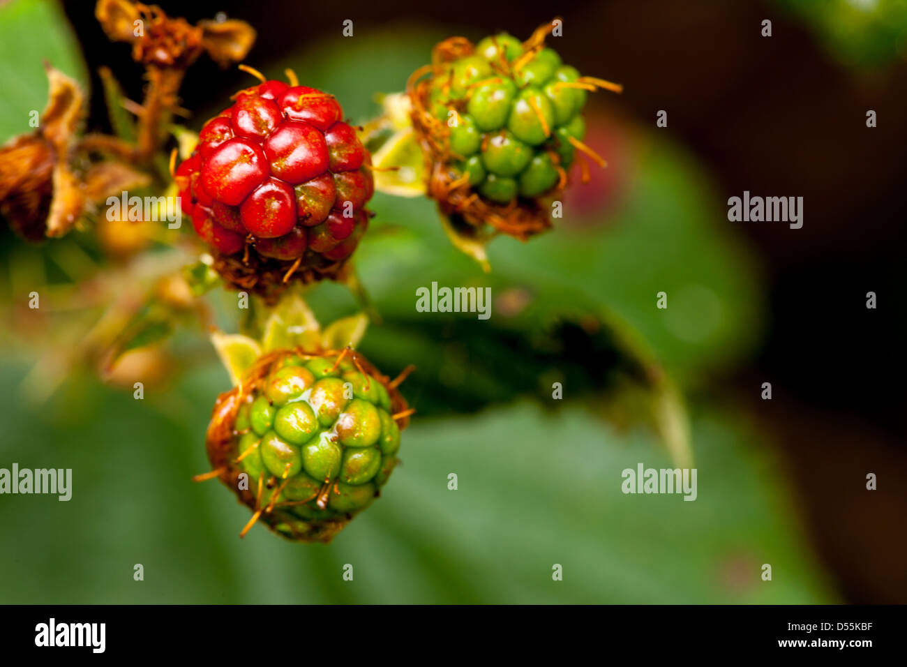 Close up unripe blackberries hi-res stock photography and images - Alamy