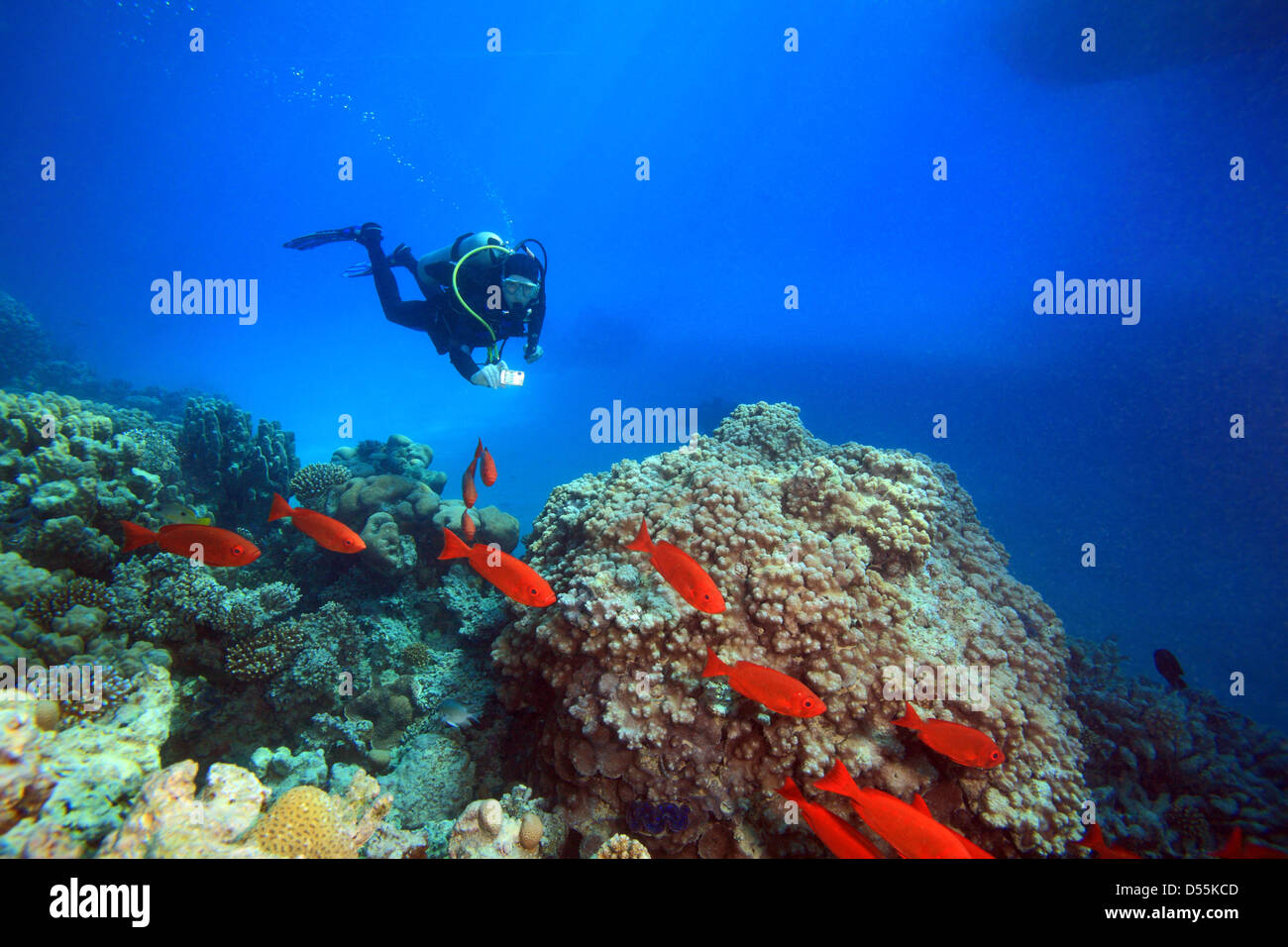 Marine Life in the Red Sea Stock Photo - Alamy