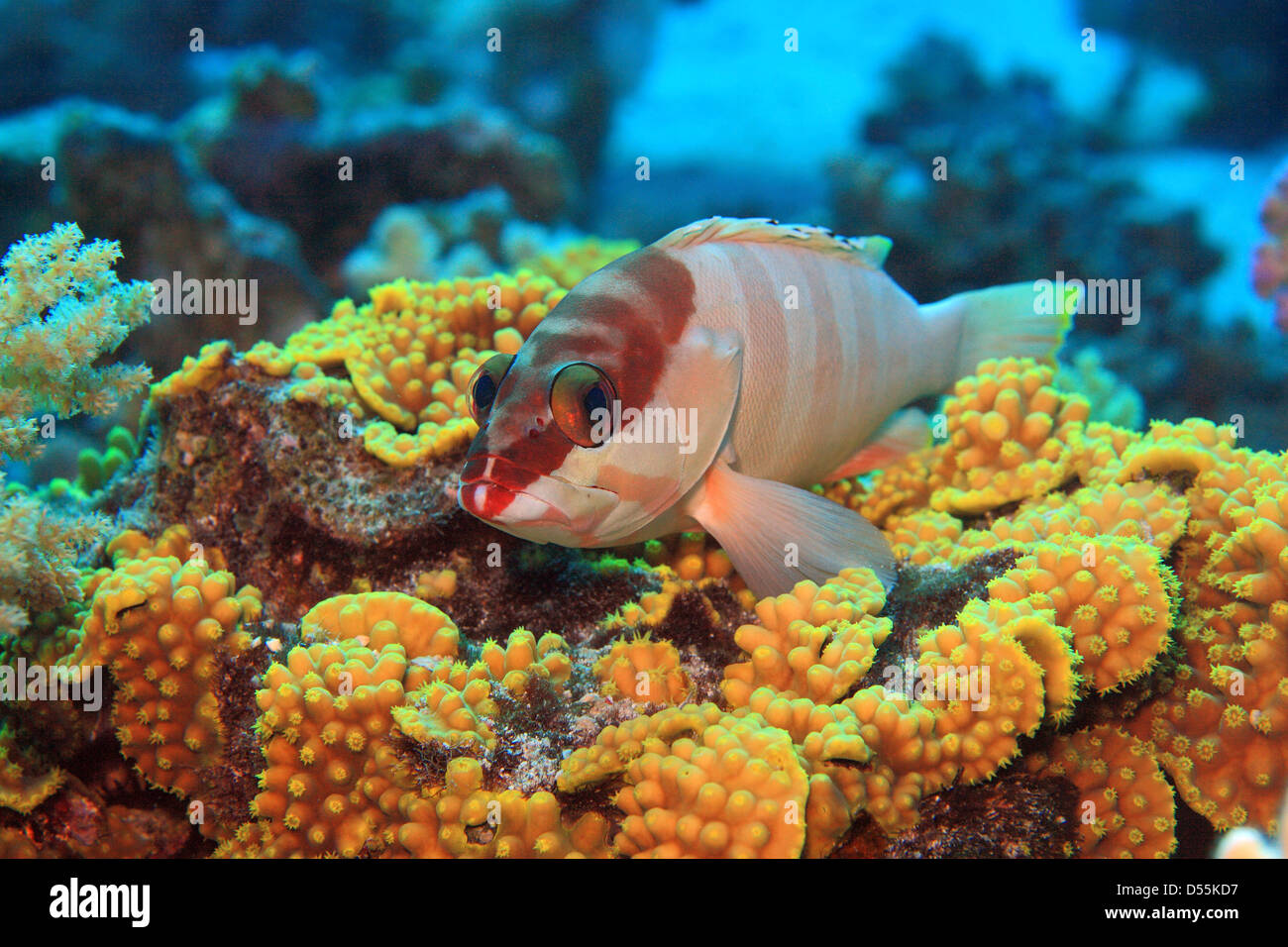 Marine Life in the Red Sea Stock Photo - Alamy
